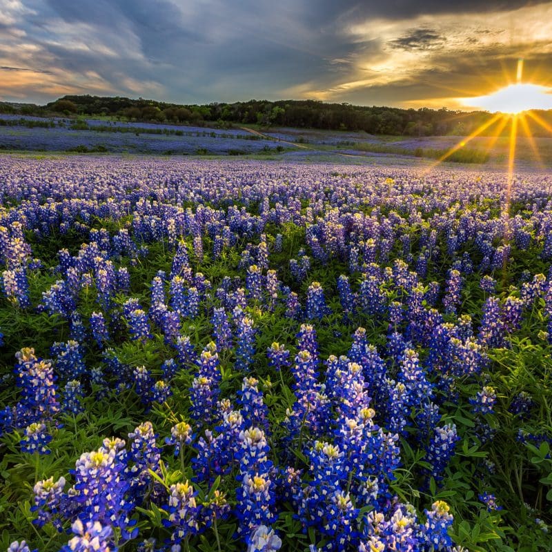 PACS Jobs in Texas